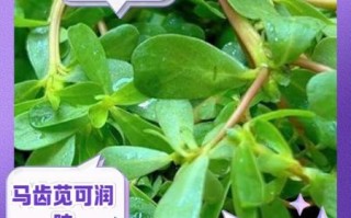 马齿苋图片长什么样_马齿苋的药用价值有哪些
