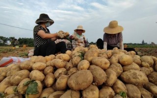 马铃薯怎么种产量高_马铃薯种植技术与管理