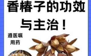 香椿果实的功效与作用_怎么吃效果最好
