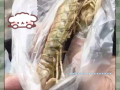 绿虾蛄图片_如何分辨真假