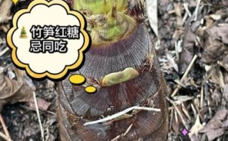 中医不让吃竹笋的原因_竹笋性寒哪些人不能吃