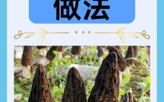 羊肚菌的功效和作用有哪些_羊肚菌怎么吃最营养