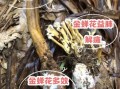 金蝉花有什么功效_金蝉花能提高免疫力吗