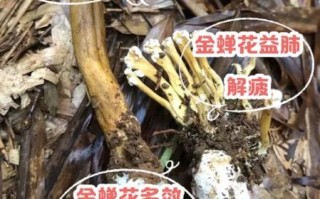 金蝉花有什么功效_金蝉花能提高免疫力吗