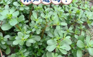 马齿苋治白发真的有效吗_马齿苋治白发的正确用法