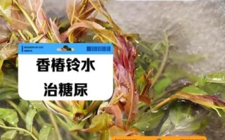 香椿叶煮水有什么功效_香椿叶煮水能天天喝吗