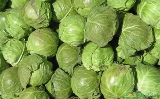 茴子白是什么菜_茴子白和卷心菜的区别