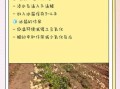 小土豆怎么去皮_去皮最快的方法