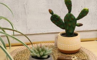 仙人掌图片高清_如何拍出质感细节