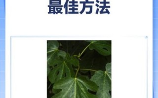 无花果治疗痔疮的方法_无花果怎么用治痔疮