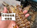 清蒸竹节虾蒸几分钟_竹节虾蒸多久才嫩