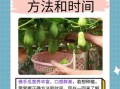 佛手瓜种植哪头朝上_发芽更快