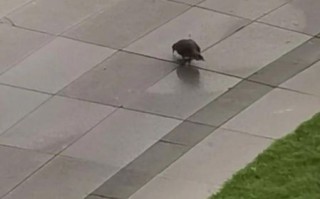 乌鸡哥是什么意思_乌鸡哥是什么梗