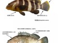 青斑鱼和石斑鱼区别_怎么分辨