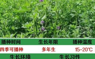 紫花苜蓿种植技术_紫花苜蓿营养价值