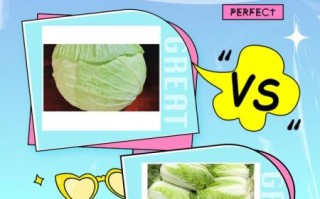 圆白菜和包菜的区别_哪个更有营养