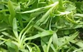 面条菜是什么菜_面条菜怎么做好吃