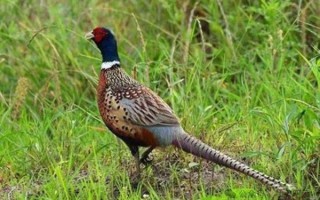 野鸡叫声诱捕器怎么用_野鸡诱捕器合法吗