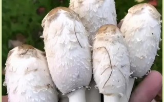 杏鲍菇和鸡腿菇的区别_哪个更好吃