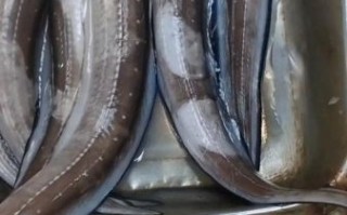 鳗鱼图片大全_鳗鱼种类有哪些