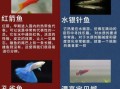 淡水观赏鱼有哪些_如何挑选热带鱼