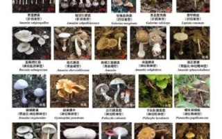 蘑菇种类图片大全_如何识别毒蘑菇