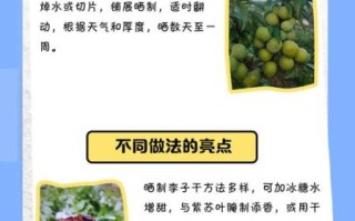 李子干怎么做_李子干晒多久才够甜
