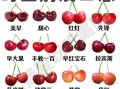 车厘子和樱桃的区别照片_怎么分辨