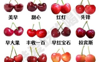 车厘子和樱桃的区别照片_怎么分辨