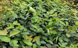 江西油茶基地在哪里_江西油茶基地价格行情