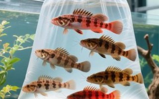 虾虎鱼怎么养_虾虎鱼好养吗