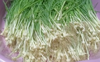 野山葱怎么吃_野山葱和野葱的区别