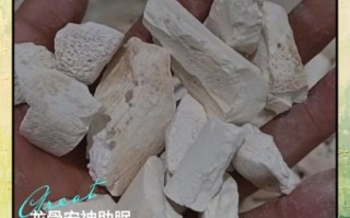 龙骨的功效与作用_龙骨怎么吃效果最好