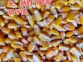 山东玉米最新收购价格_多少钱一斤