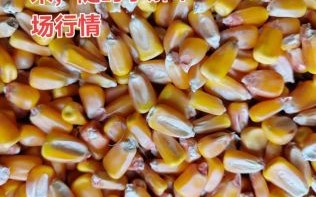 山东玉米最新收购价格_多少钱一斤