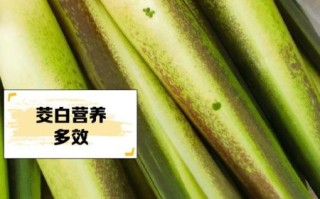 茭白在农村叫什么_茭白各地土名大全