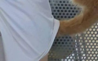 黄豆粉猫娘cos怎么做_黄豆粉猫娘cos服哪里买