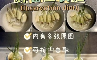 小蒜苗图片怎么拍_小蒜苗图片怎么调色