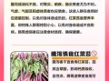 苔菜不适合什么人吃_苔菜禁忌人群有哪些