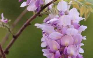 紫槐花与白槐花的区别_哪个更好吃