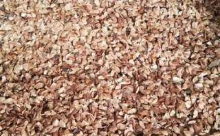 香椿籽长什么样子_香椿籽图片特征