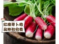 红皮萝卜怎么保存_红皮萝卜的营养价值