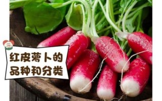 红皮萝卜怎么保存_红皮萝卜的营养价值