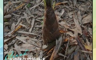 新鲜竹笋的做法与禁忌_可以放冰箱吗