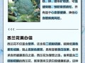 西兰花营养成分有哪些_西兰花营养价值高吗