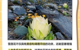 藏雪莲花功效与作用_藏雪莲花怎么吃