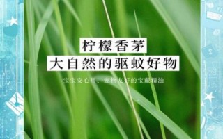香茅驱蚊效果怎么样_香茅精油能驱哪些蚊虫