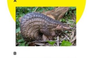 犰狳怎么读_犰狳是什么动物