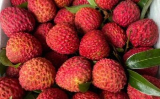 荔枝王图片_荔枝王和普通荔枝区别