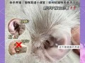 猫耳朵怎么清理_猫耳朵清洁用什么好